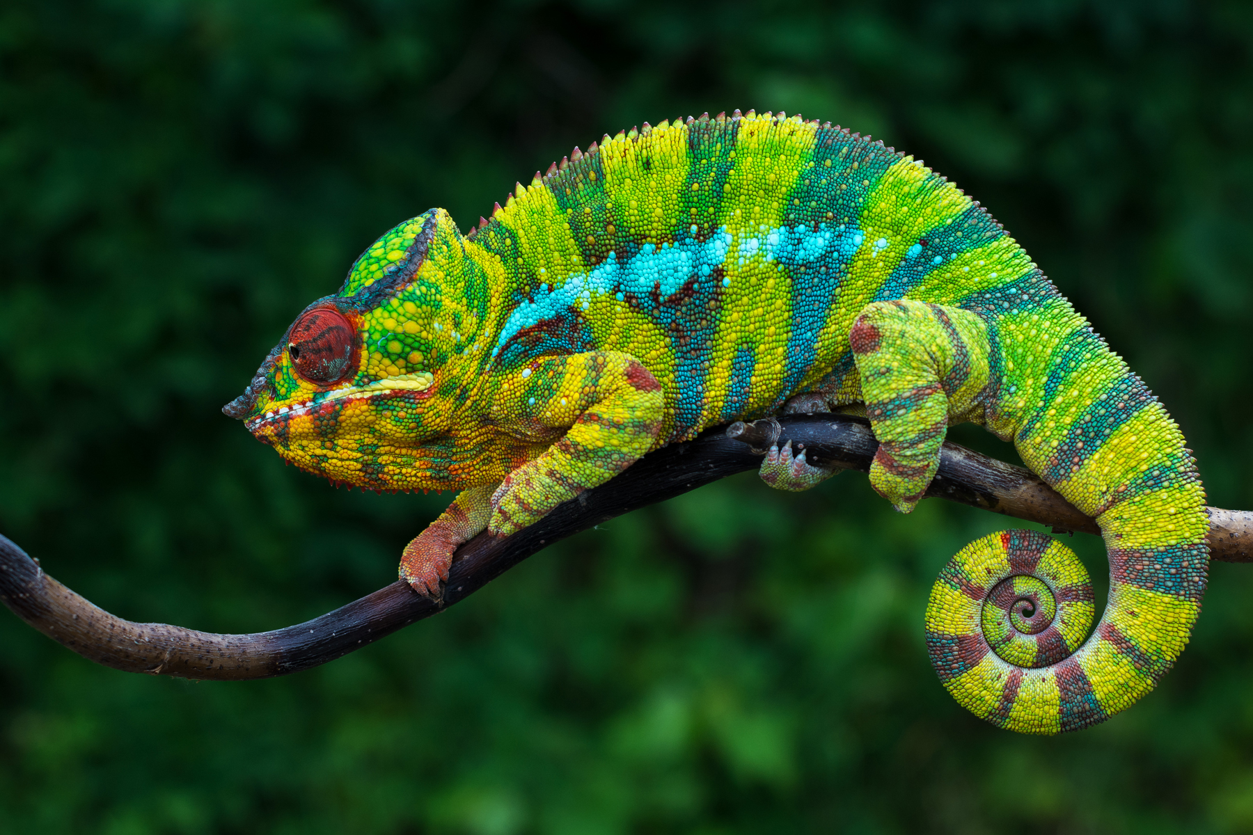 Adopter un caméléon | pets.fr Adopter un caméléon | pets.fr